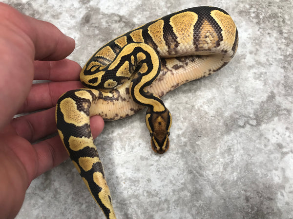 Yellow Belly Desert Ghost Het Clown – TallGrass Reptiles
