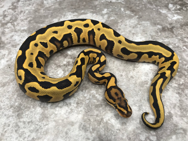 Leopard Yellow Belly Desert Ghost 66% pos Het Clown or Cryptic ...