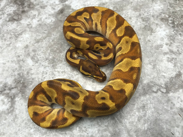 Enchi Mojave Het Desert Ghost – TallGrass Reptiles