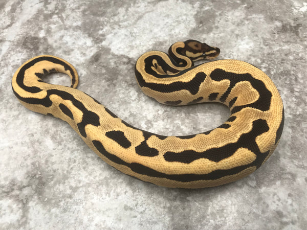 Orange Dream Leopard Fire Het Desert Ghost Het Pied – TallGrass Reptiles