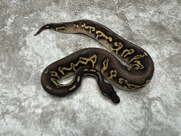 Super Black Head Mojave Pastel Yellow Belly Het Desert Ghost ...