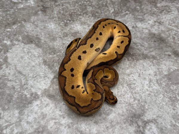 Red Stripe Clown – TallGrass Reptiles