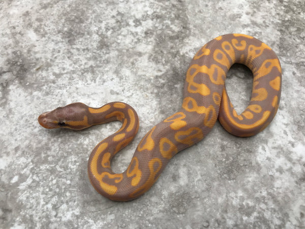 Banana Leopard – TallGrass Reptiles