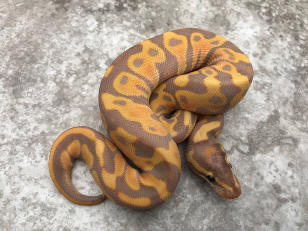 Banana Leopard – TallGrass Reptiles